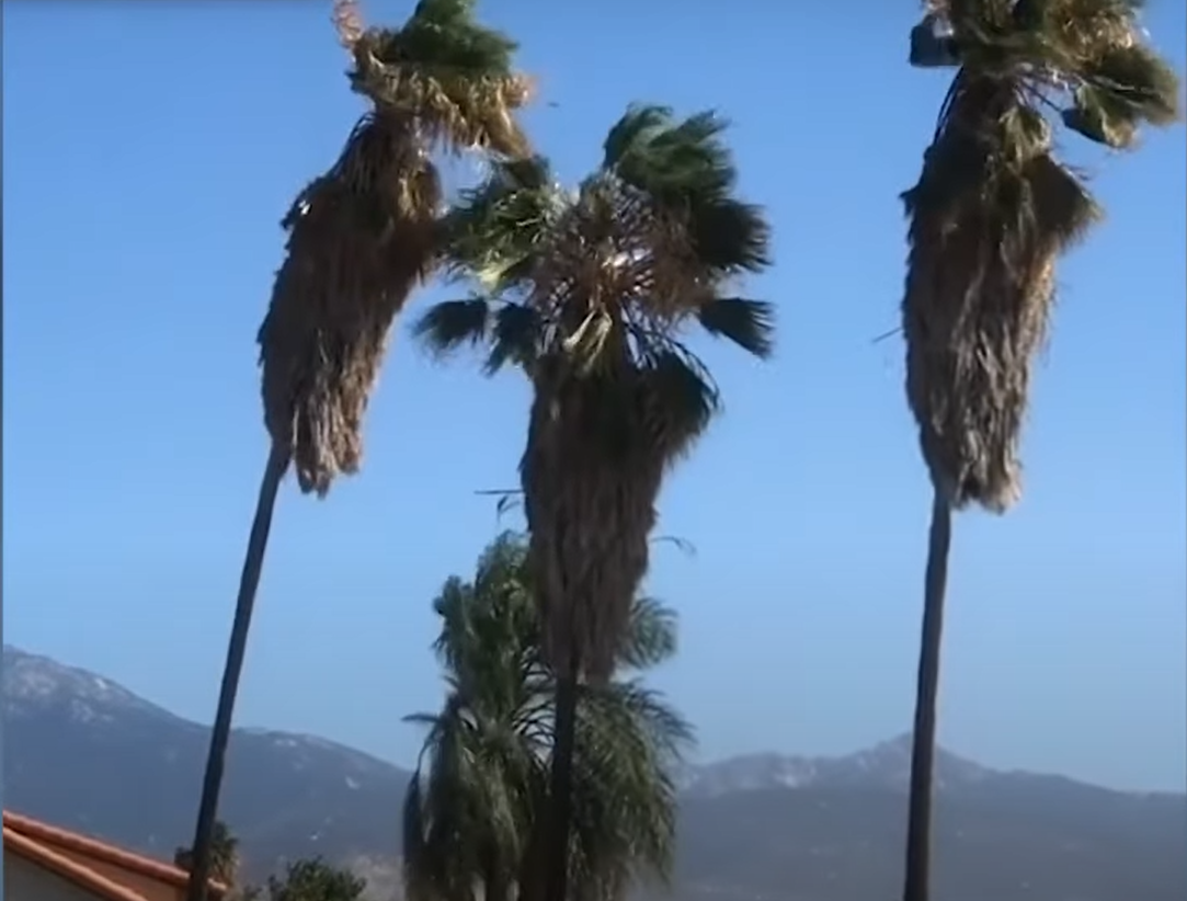 What is Local Wind? Interesting Facts - WeatherStationPro