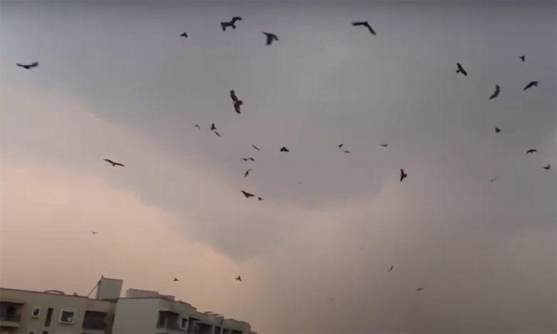 A Guide to Birds Behavior Before a Storm - WeatherStationPro