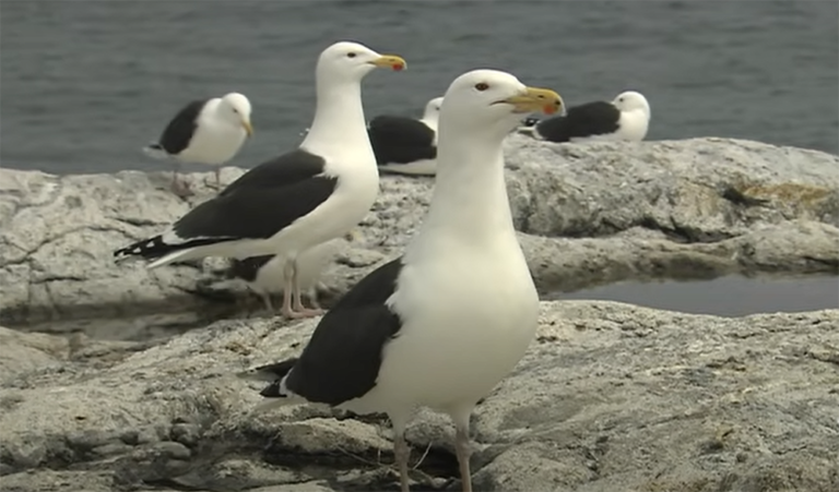 A Guide to Birds Behavior Before a Storm - WeatherStationPro