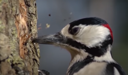 A Guide to Birds Behavior Before a Storm - WeatherStationPro