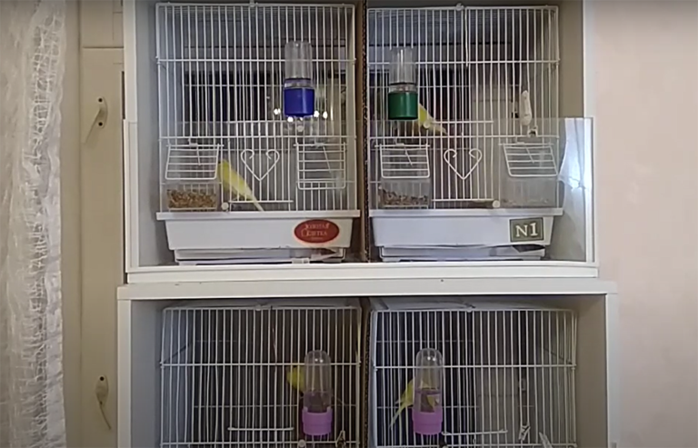 A Guide to Birds Behavior Before a Storm - WeatherStationPro