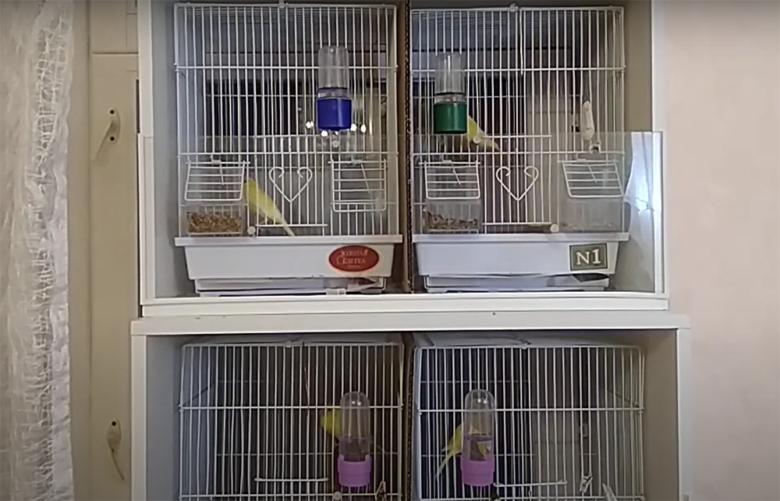 A Guide to Birds Behavior Before a Storm - WeatherStationPro