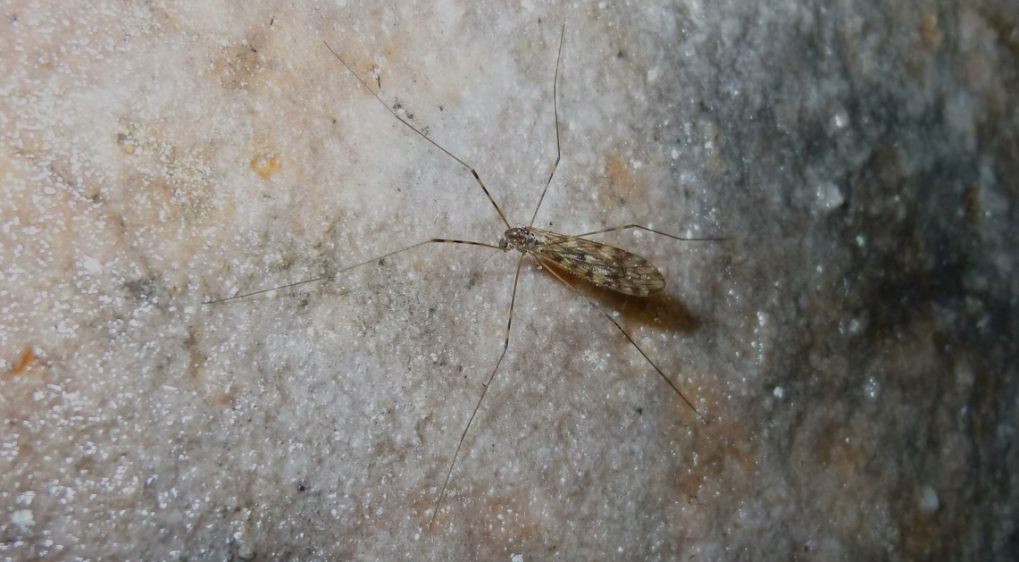 Can Bed Bugs Live in Cold Weather? - WeatherStationPro