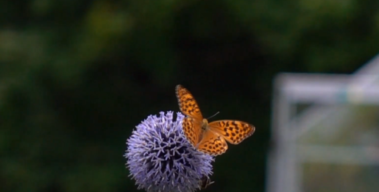 Can Butterflies Fly in the Rain? - WeatherStationPro